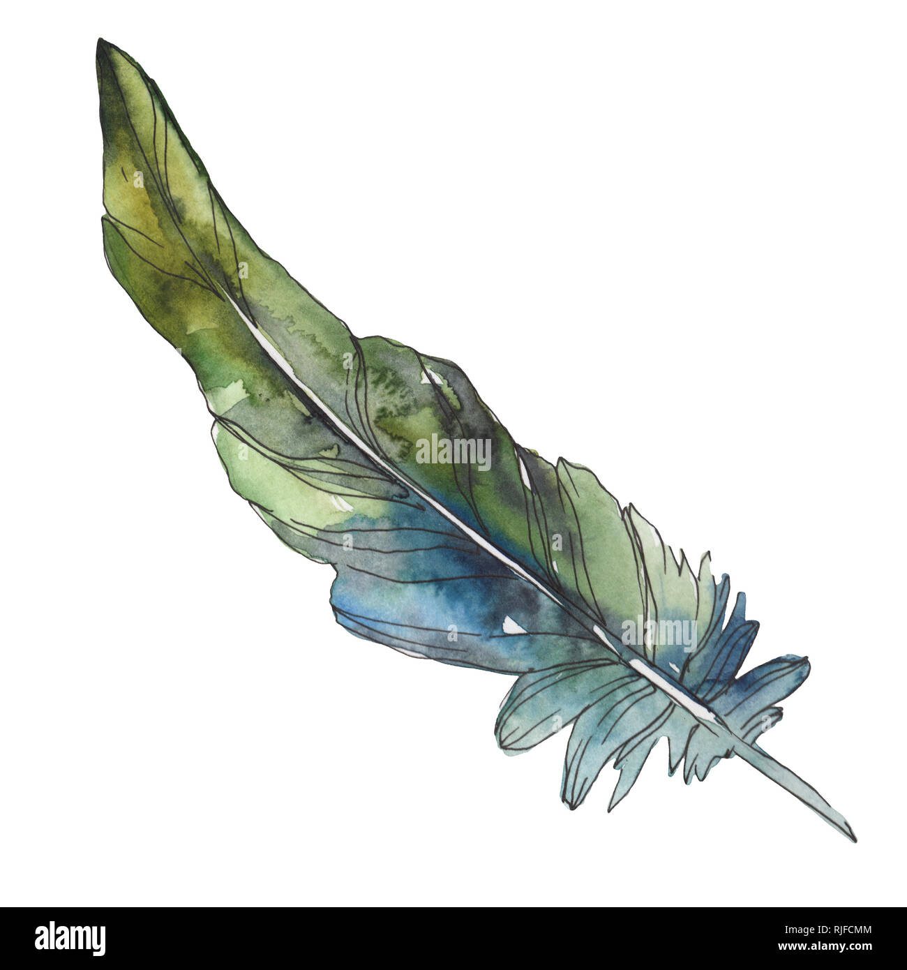 Bird feather from wing isolated. Watercolor background illustration set ...