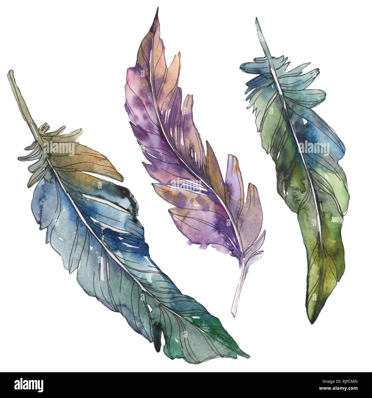 Bird feather from wing isolated. Watercolor background illustration set ...