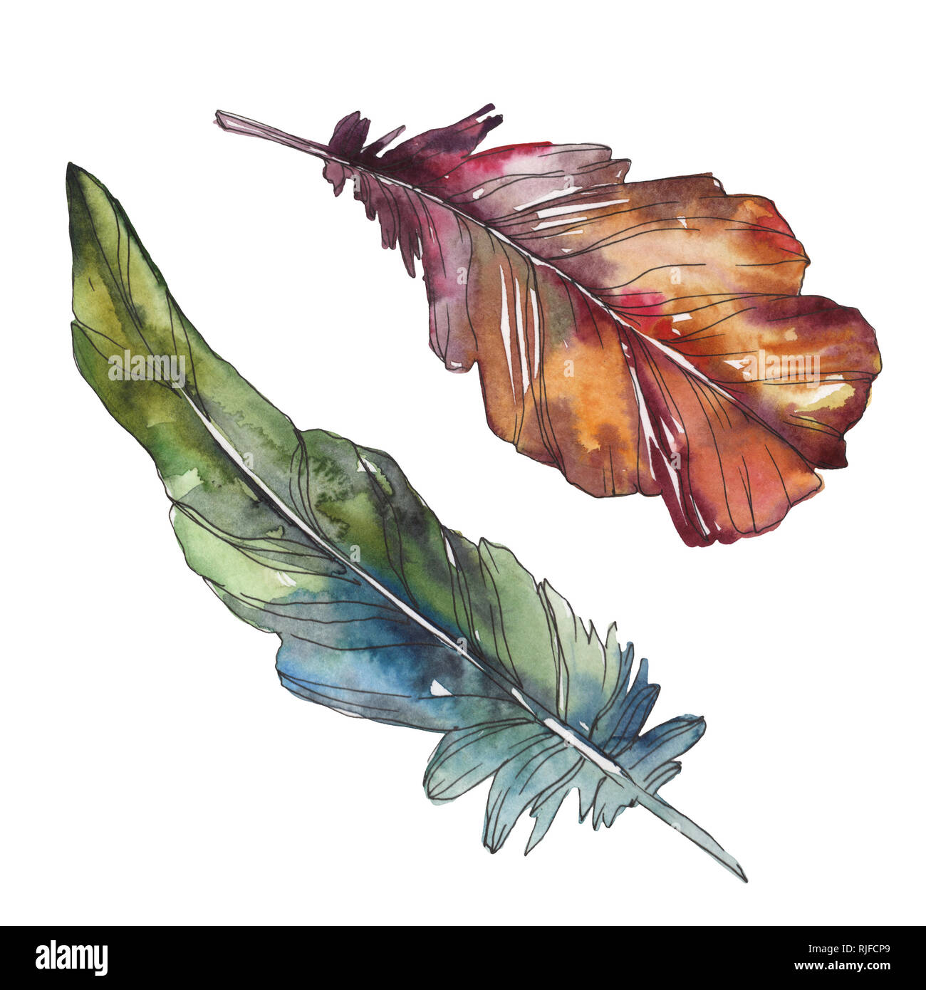 Bird feather from wing isolated. Watercolor background illustration set ...