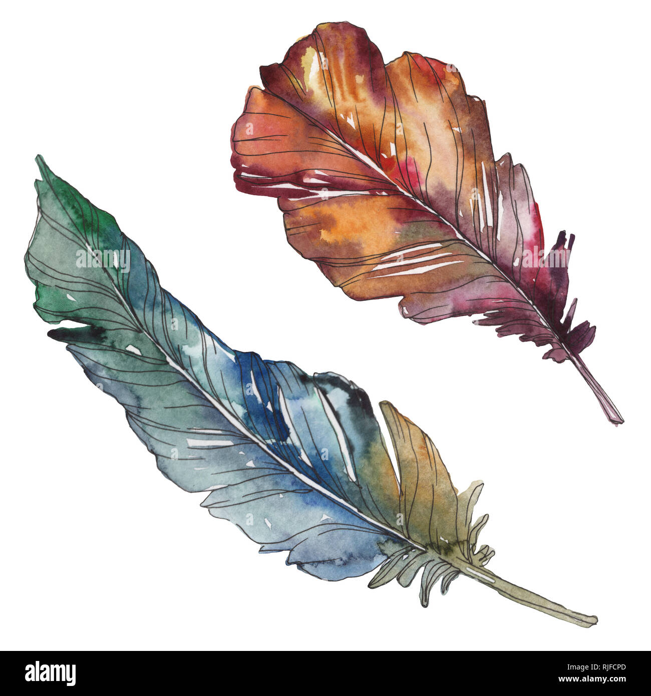 Bird feather from wing isolated. Watercolor background illustration set ...