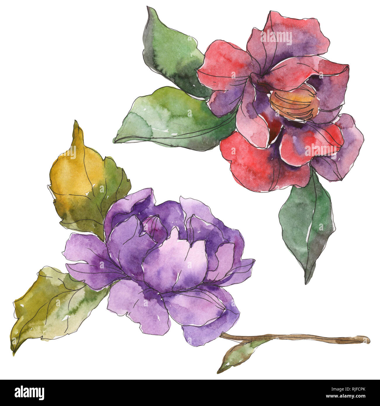 Red purple camelia floral botanical flower. Wild spring leaf wildflower ...