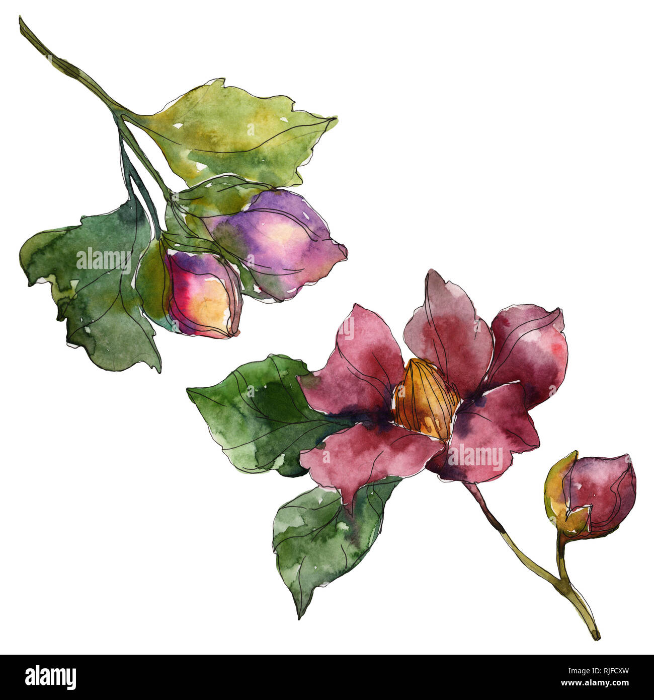 Red purple camelia floral botanical flower. Wild spring leaf wildflower ...