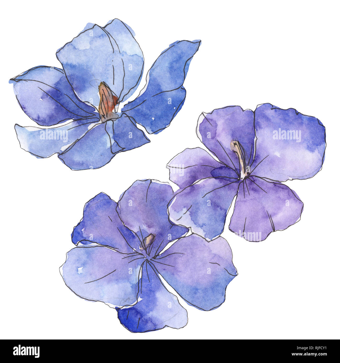 Blue purple flax. Floral botanical flower. Wild spring leaf wildflower ...