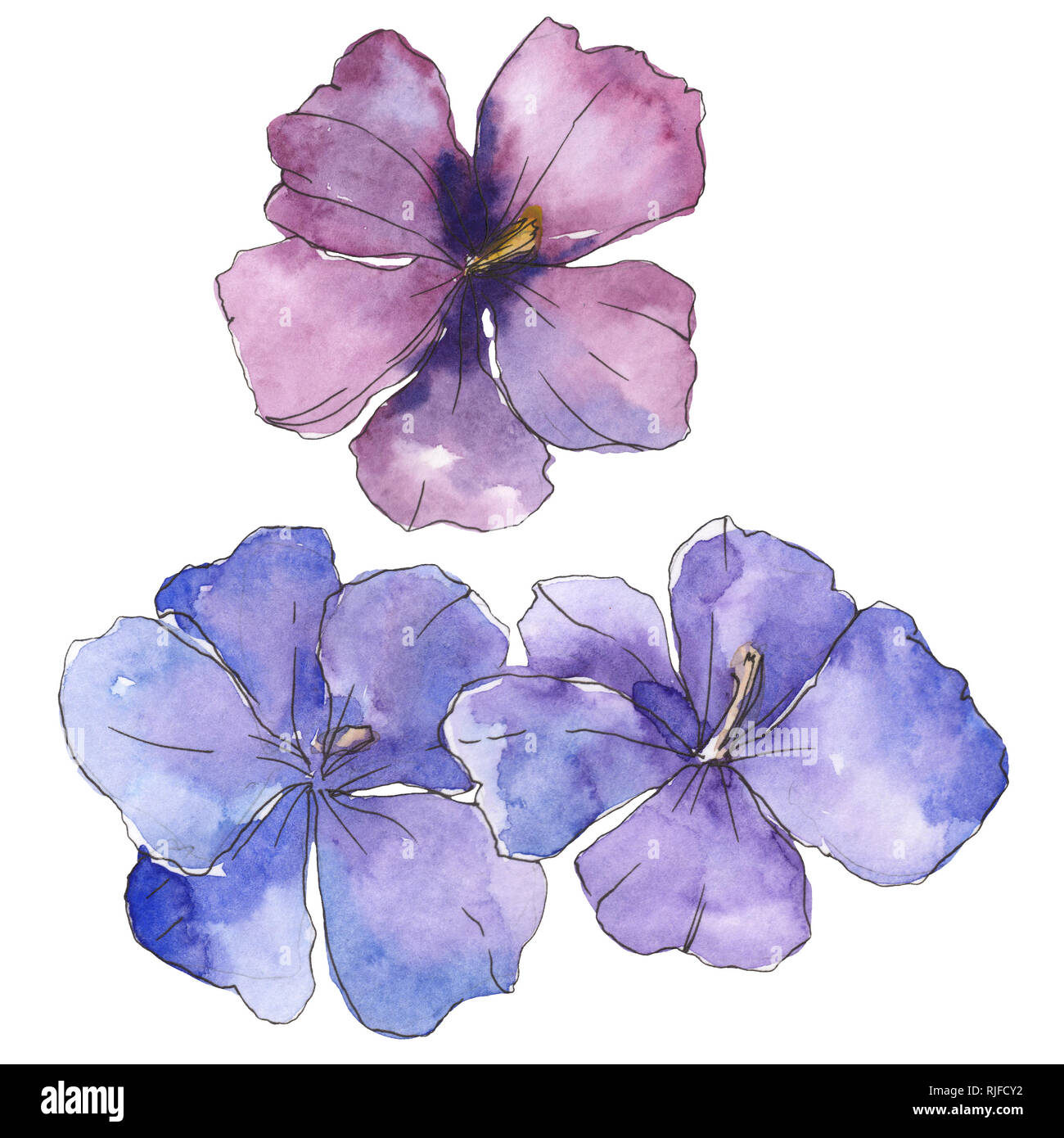 Purple Flax Flower