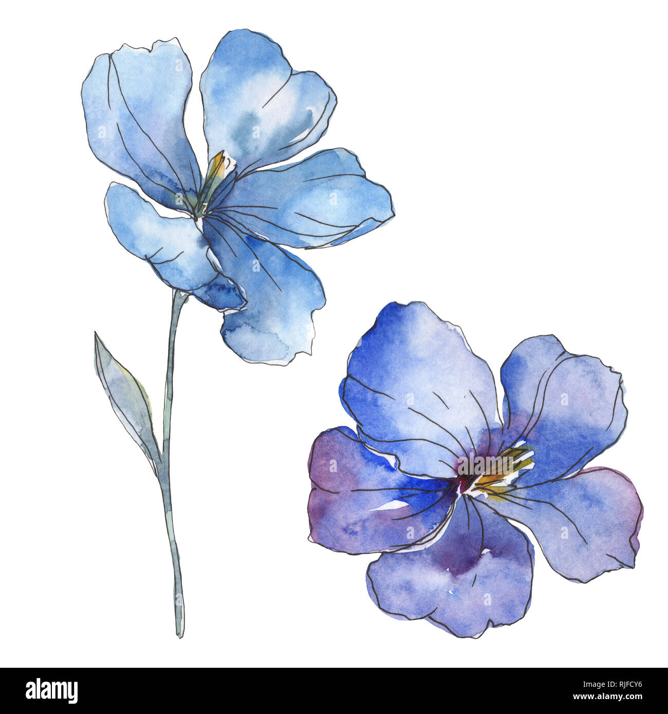 Flax Flower Drawing