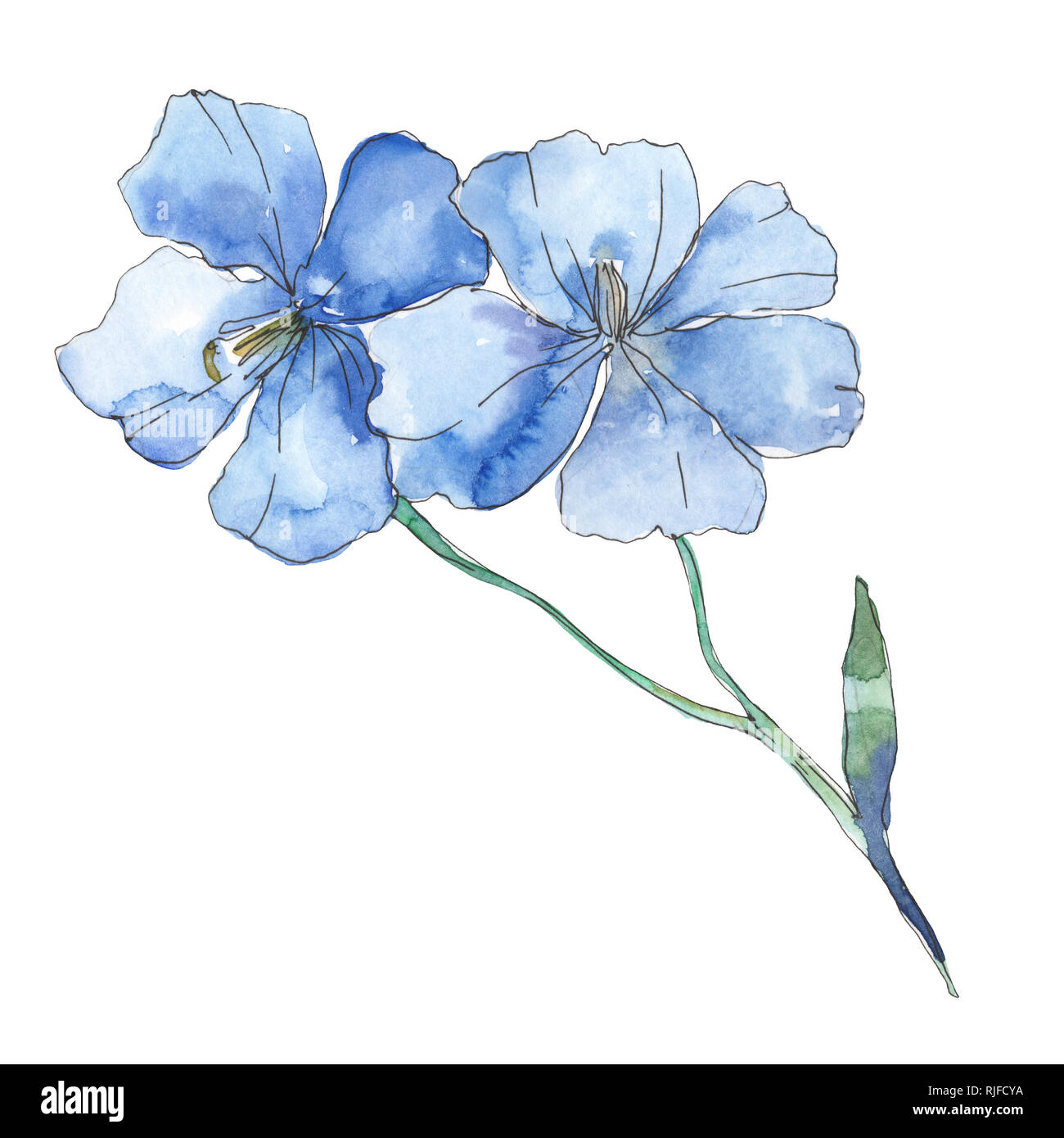 Blue purple flax. Floral botanical flower. Wild spring leaf wildflower ...