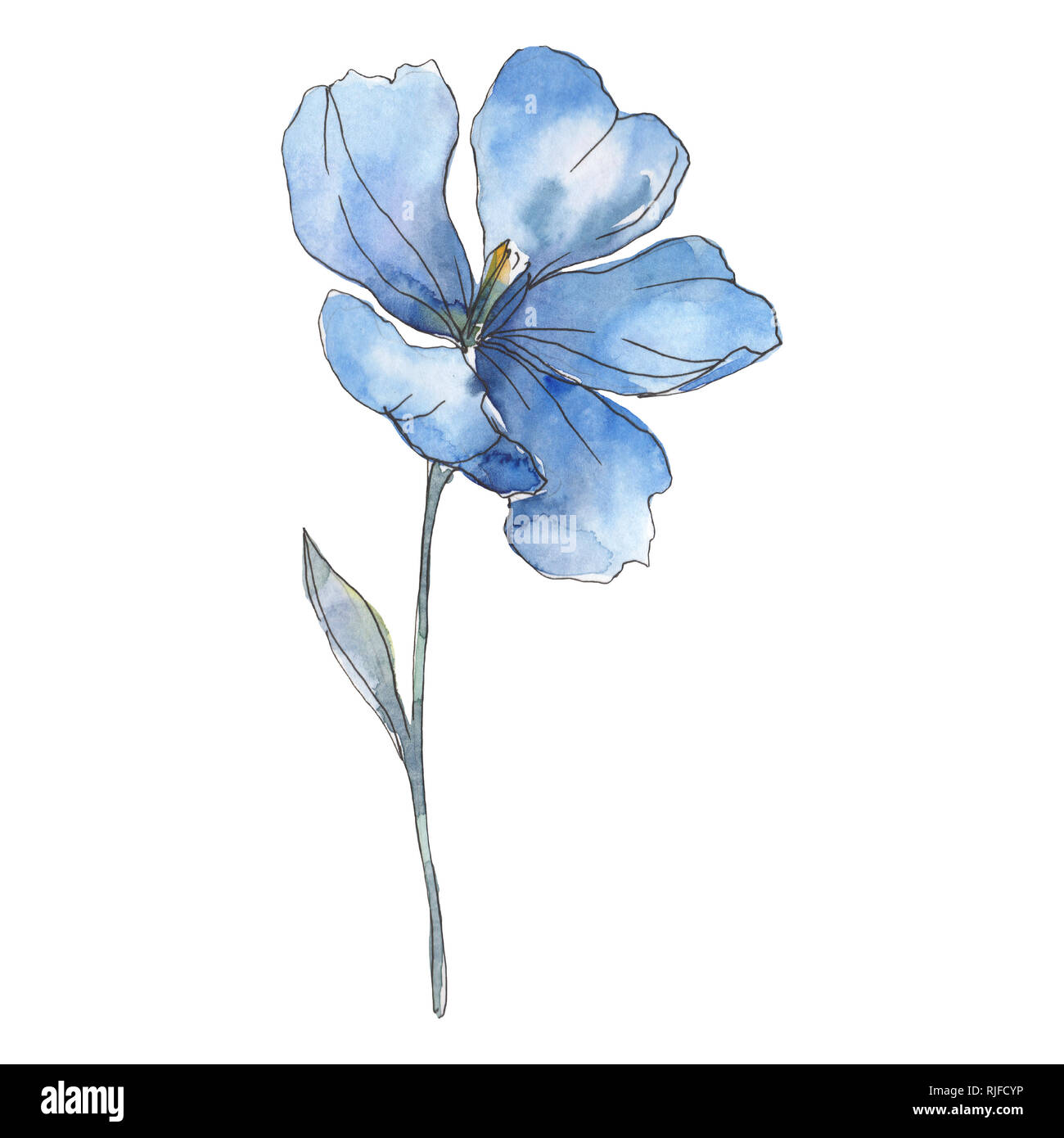 Blue purple flax. Floral botanical flower. Wild spring leaf wildflower ...