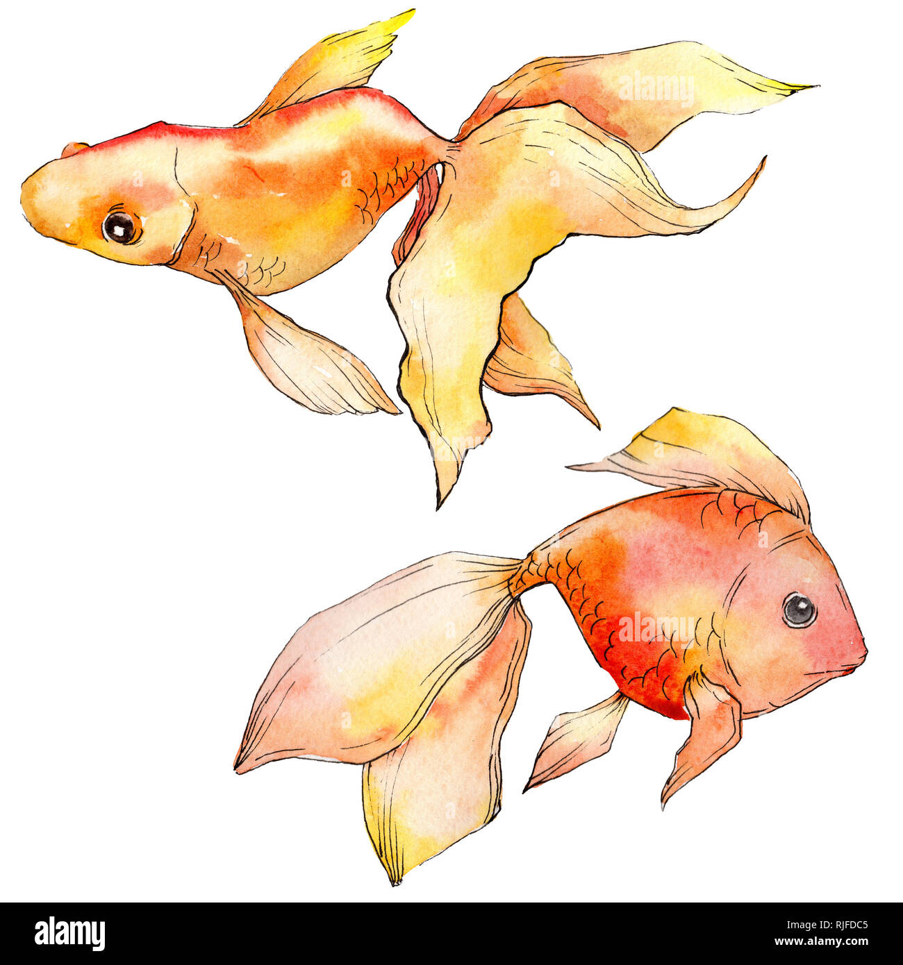 Goldfish drawing hi-res stock photography and images - Alamy