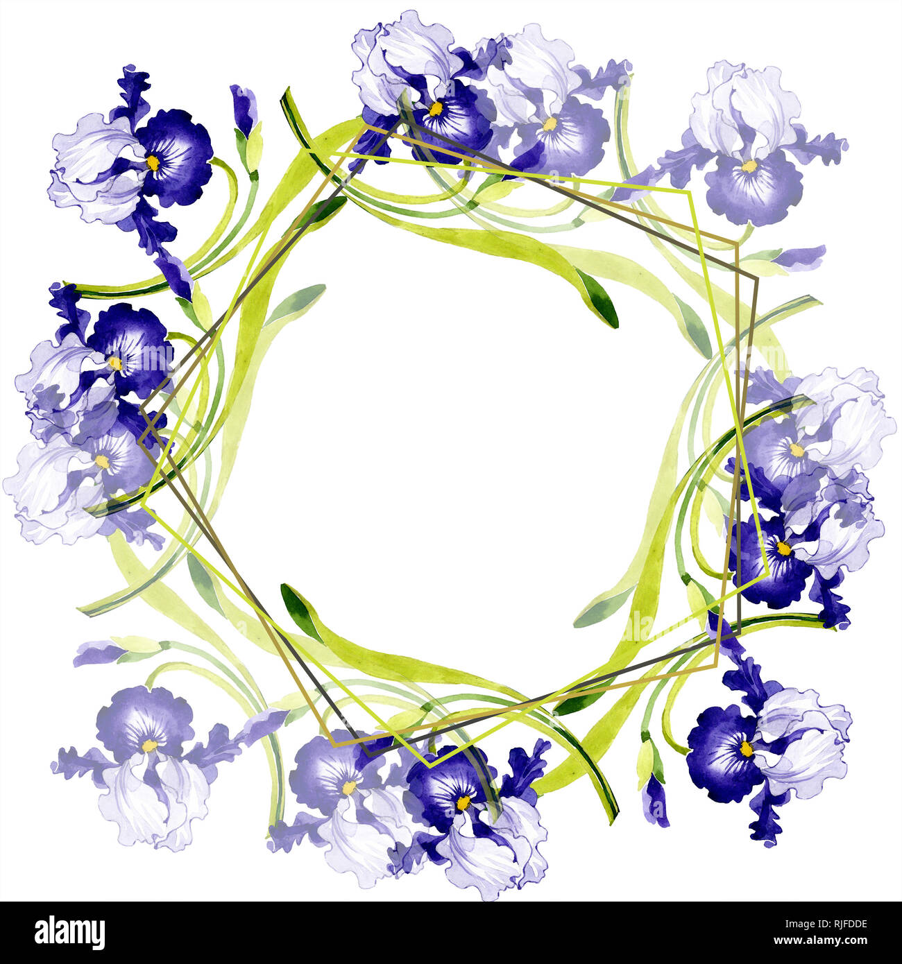 Blue iris floral botanical flower. Wild spring leaf wildflower isolated ...