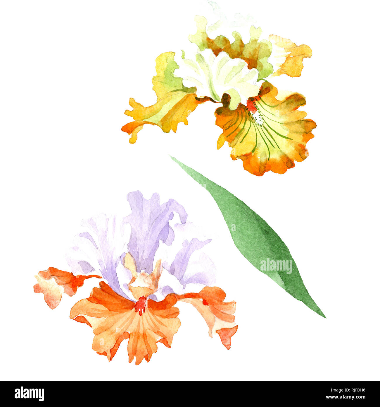 Orange white iris floral botanical flower. Wild spring leaf wildflower ...