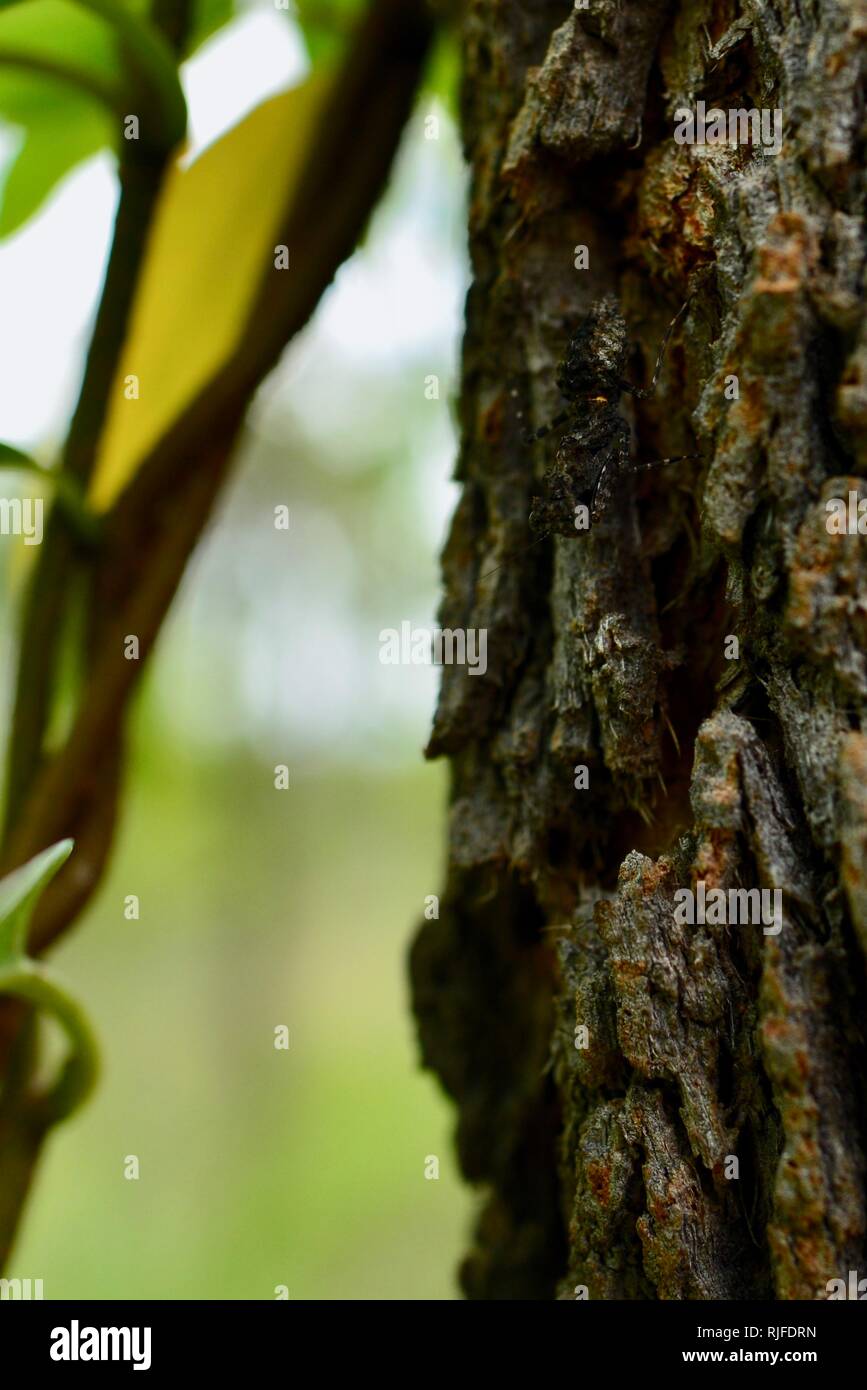 Praying mantis the colour of bark,Boxer Bark Mantid, Paraoxypilus sp ...