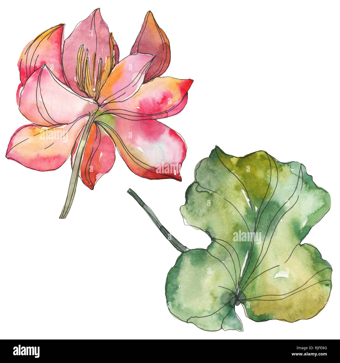 Pink lotus foral botanical flower. Wild spring leaf wildflower isolated ...