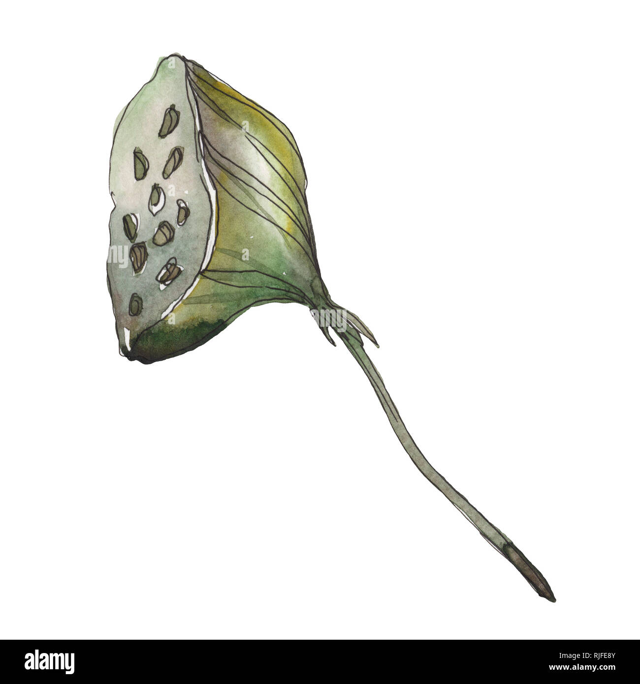 Lotus foral botanical flower. Wild spring leaf wildflower isolated ...