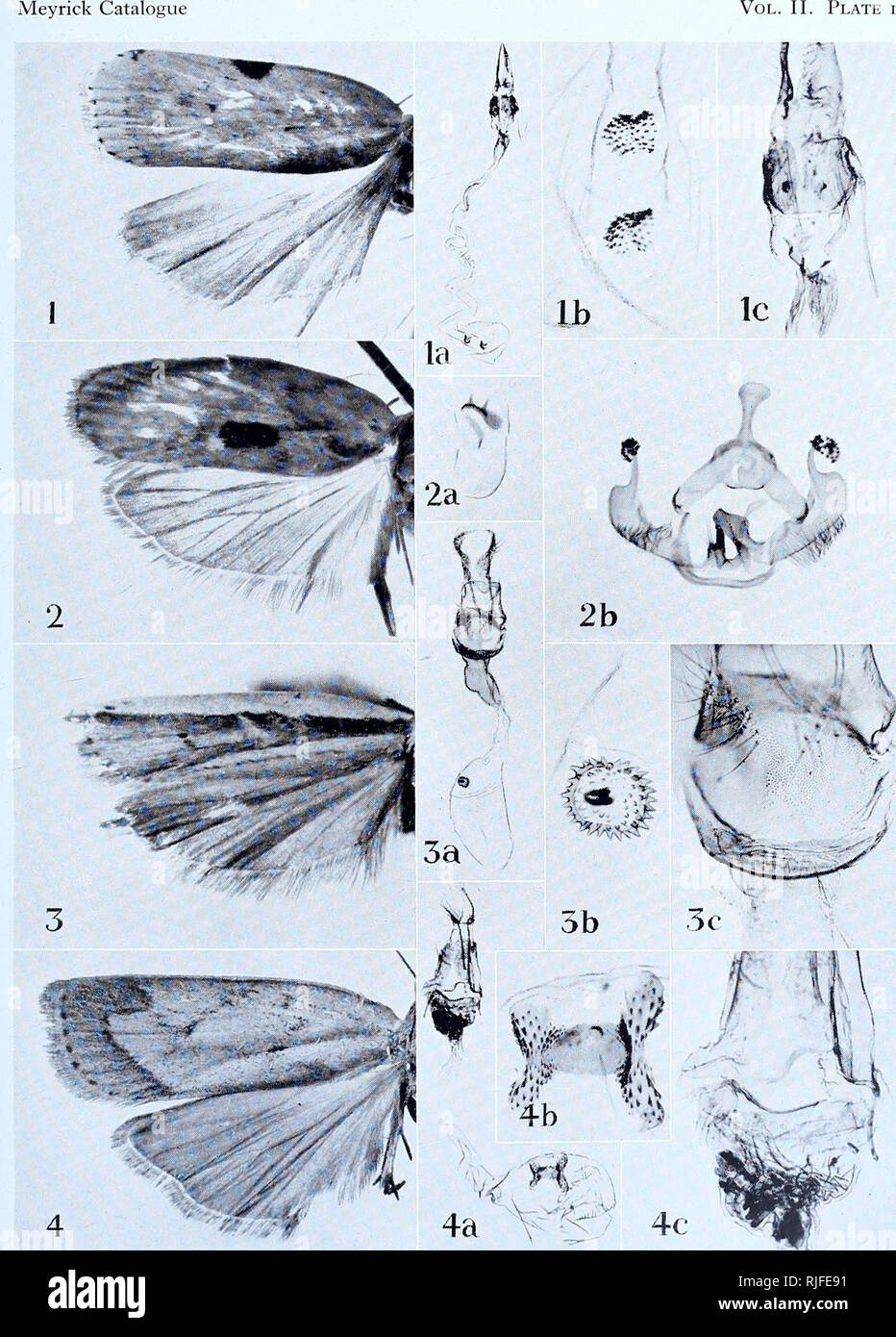 . Catalogue of the types specimens of Microlepidoptera in the British ...