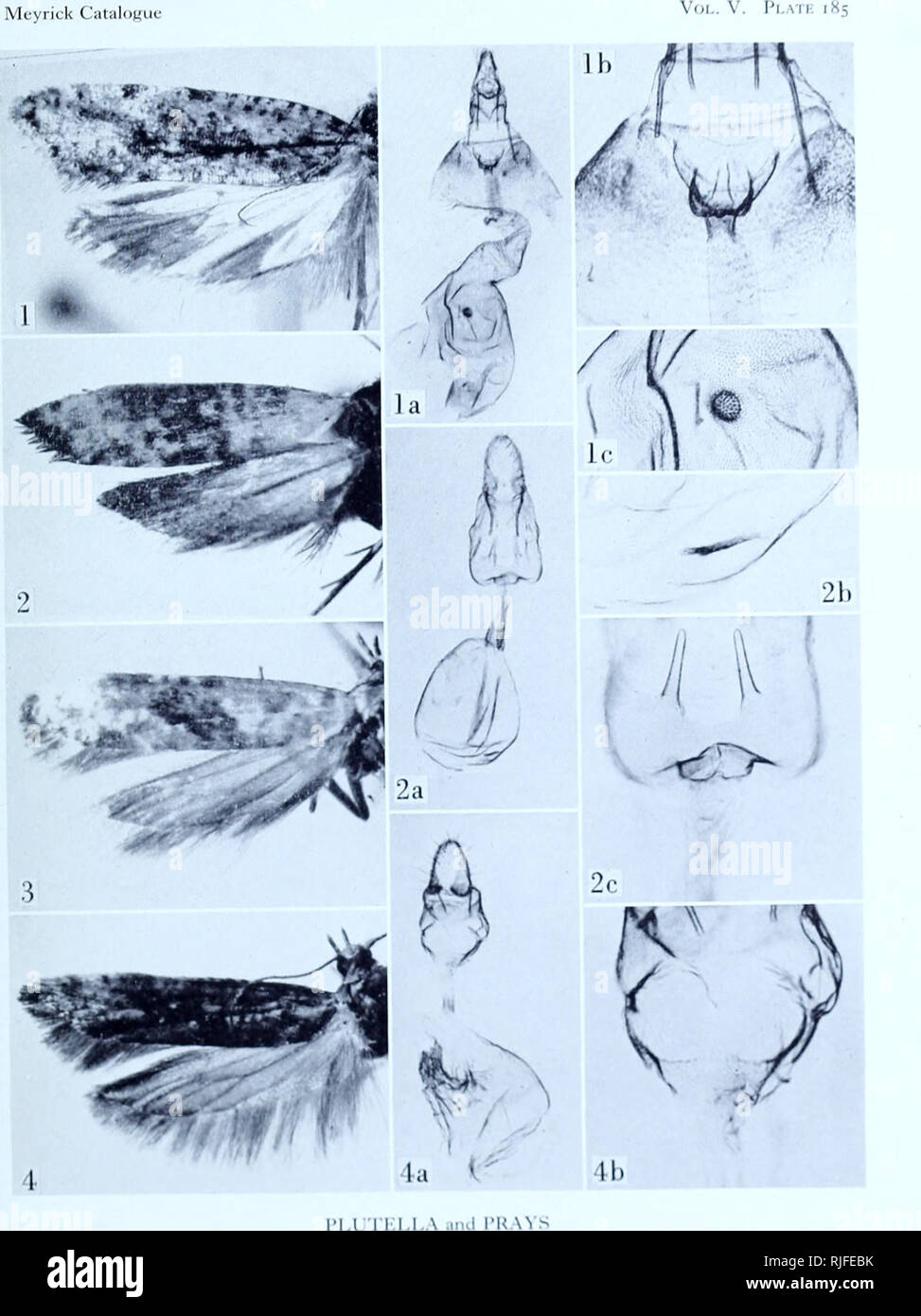 Catalogue types specimens microlepidoptera in hi-res stock photography ...