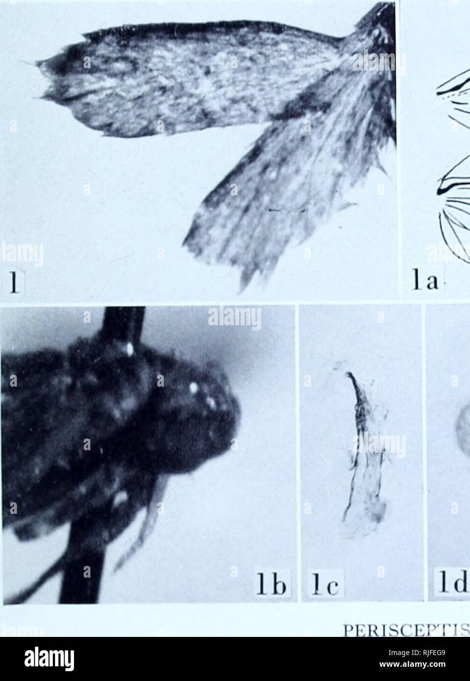. Catalogue of the types specimens of Microlepidoptera in the British ...