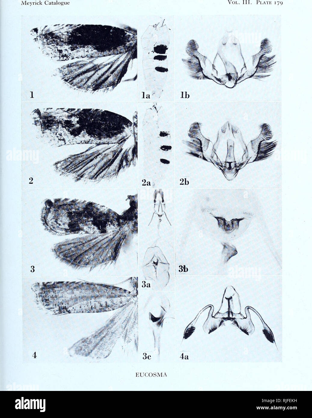 . Catalogue of the types specimens of Microlepidoptera in the British Museum (Natural History ...