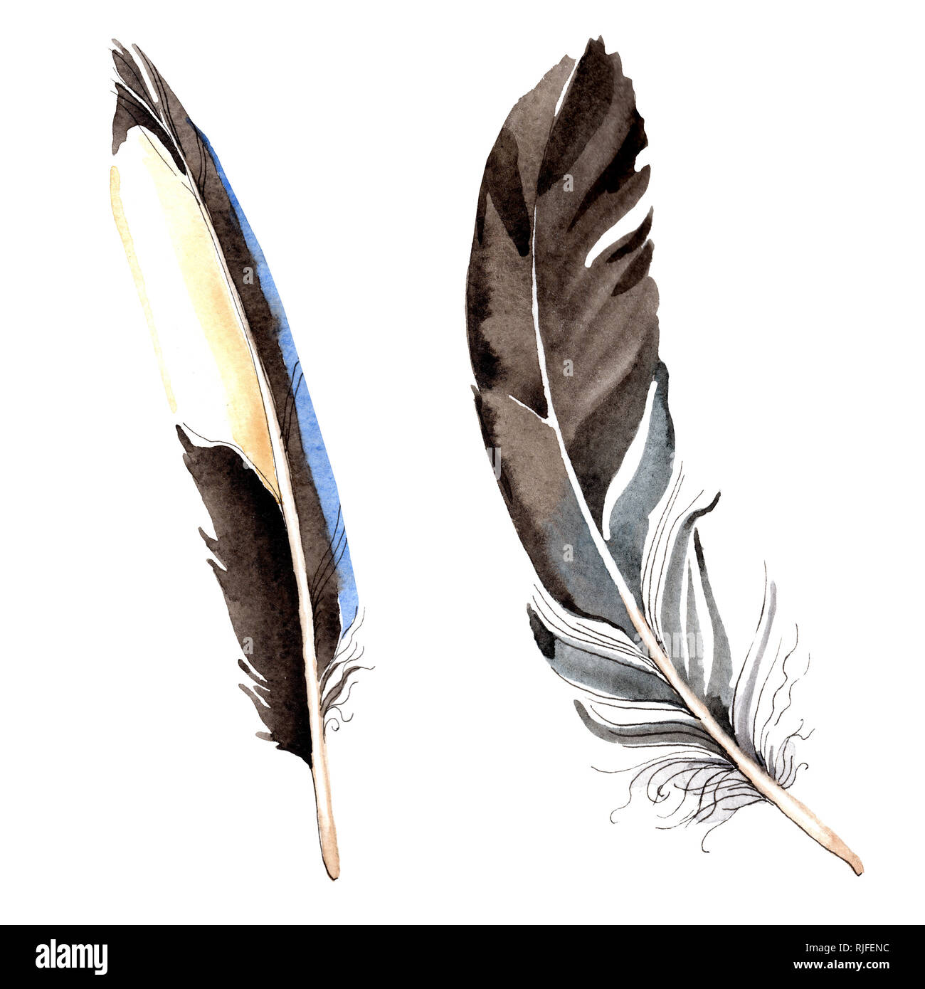 Bird feather from wing isolated. Watercolor background illustration set ...
