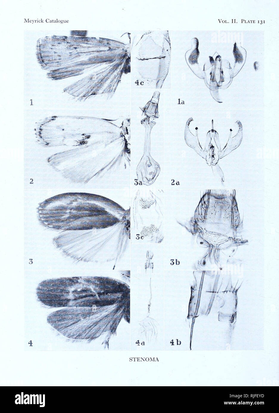 . Catalogue of the types specimens of Microlepidoptera in the British ...