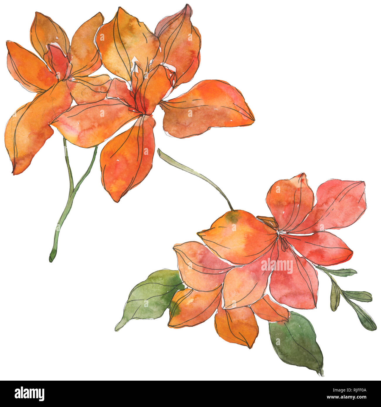 Red and yellow tropical floral botanical flowers. Wild spring leaf ...