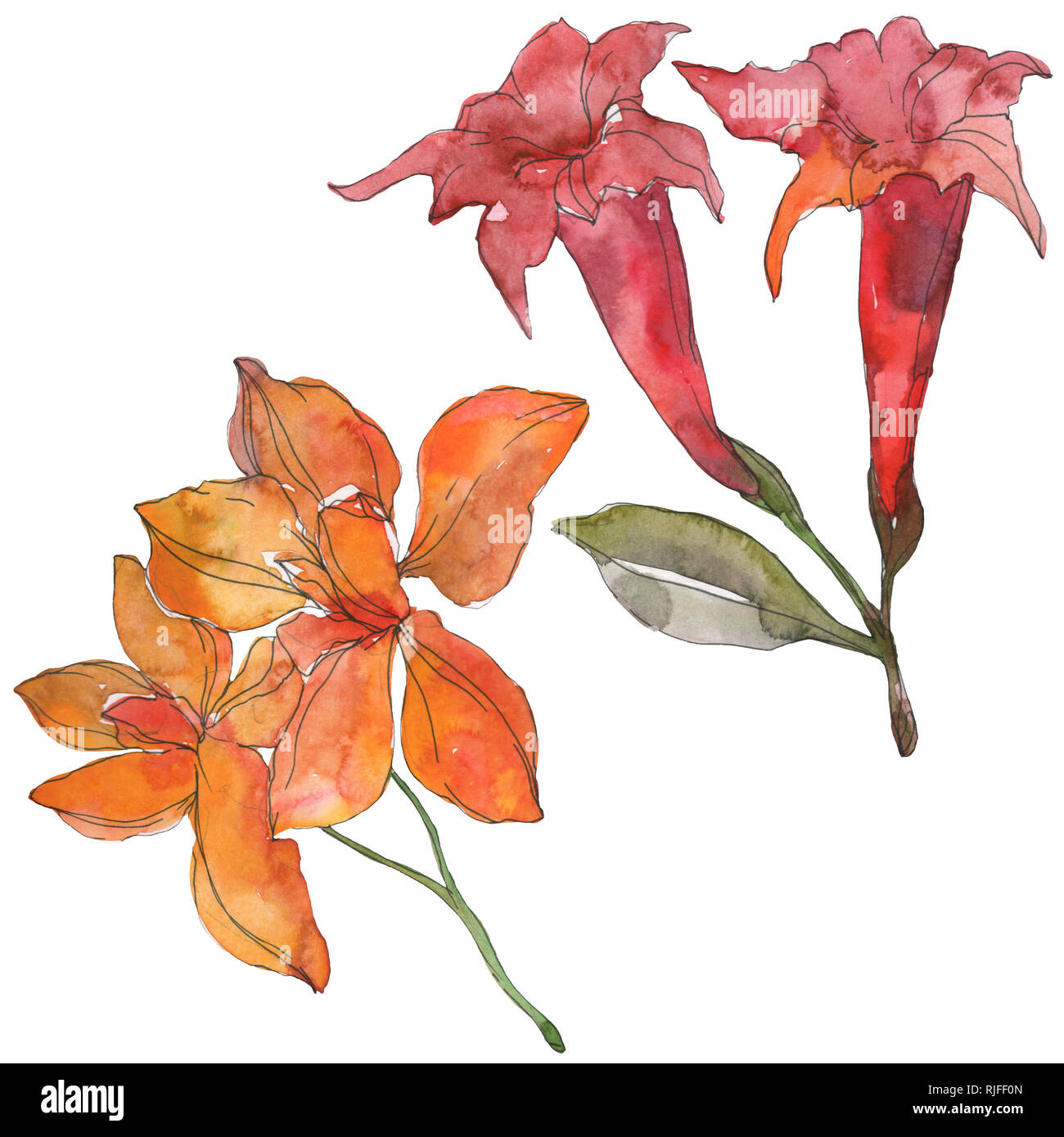 Red and yellow tropical floral botanical flowers. Wild spring leaf ...