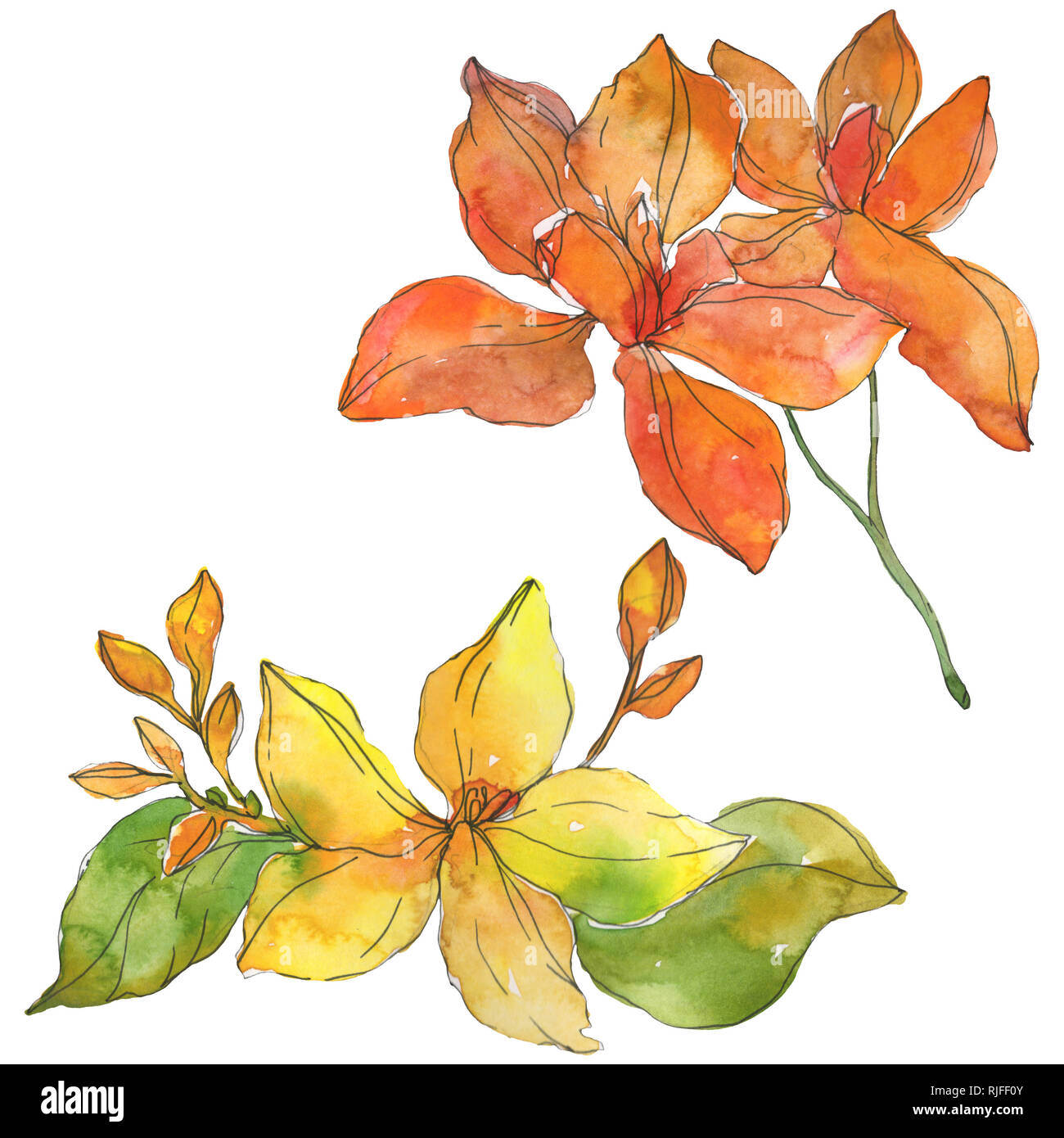 Red and yellow tropical floral botanical flowers. Wild spring leaf ...