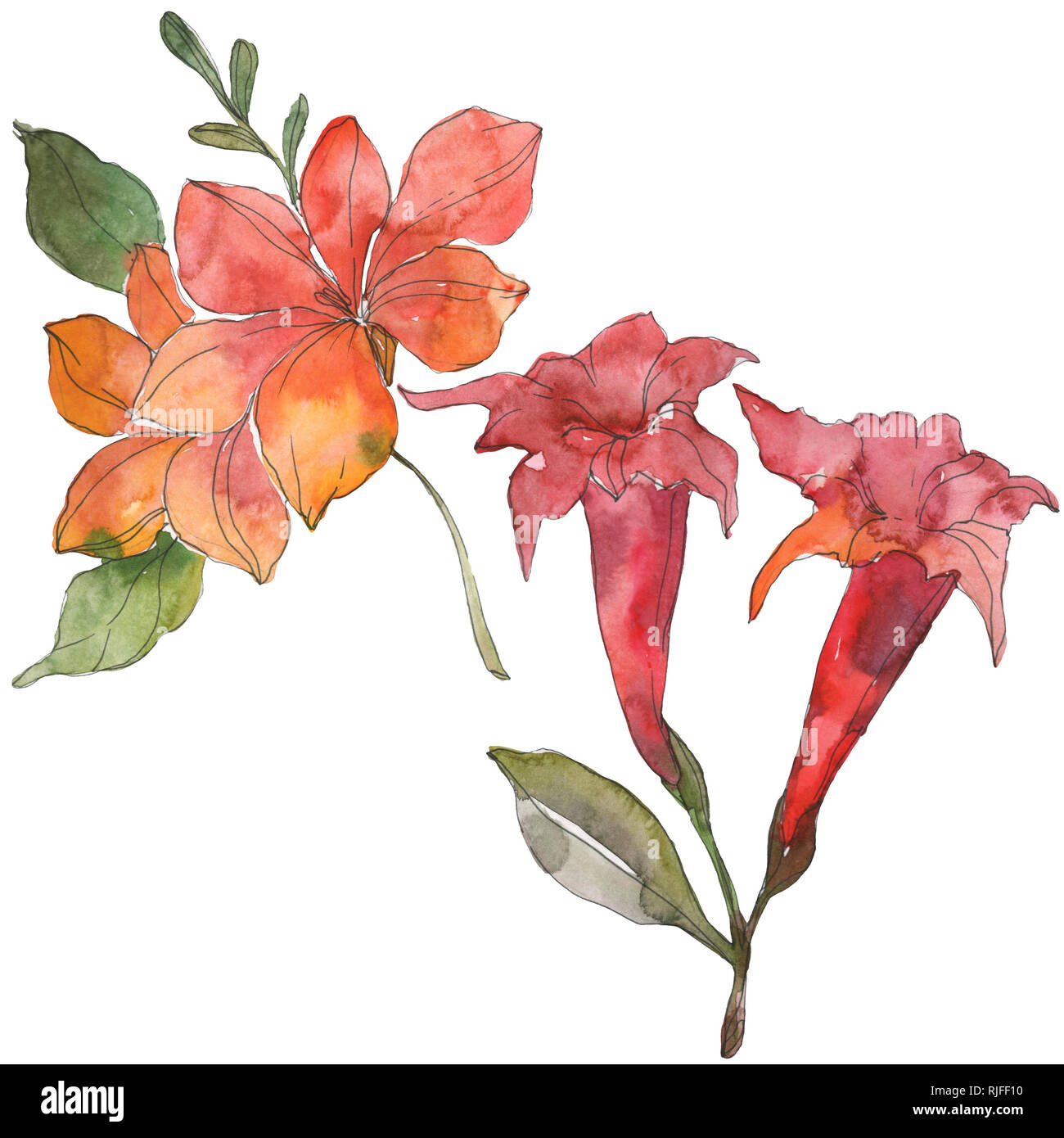 Red and yellow tropical floral botanical flowers. Wild spring leaf ...