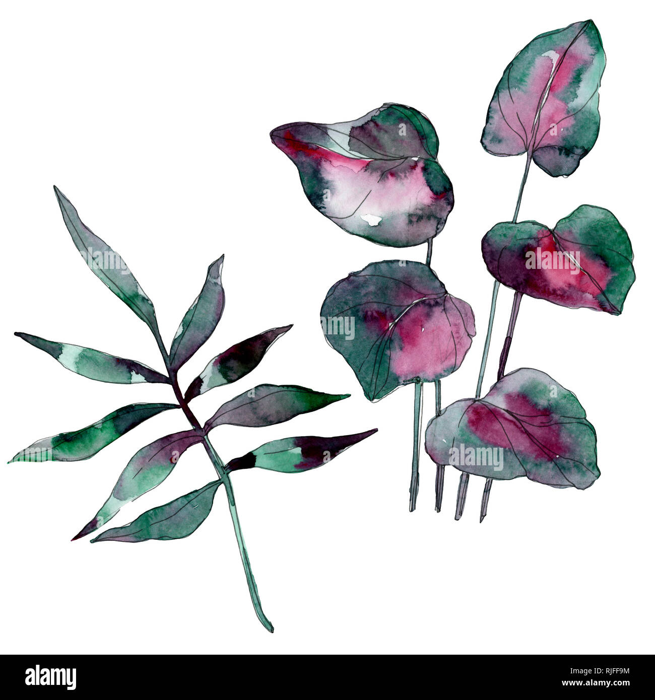 Green leaf plant botanical garden floral foliage. Exotic tropical ...