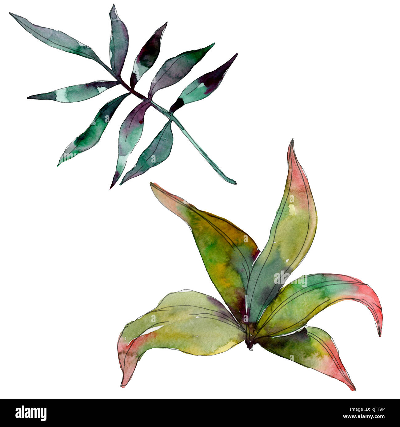 Green leaf plant botanical garden floral foliage. Exotic tropical ...