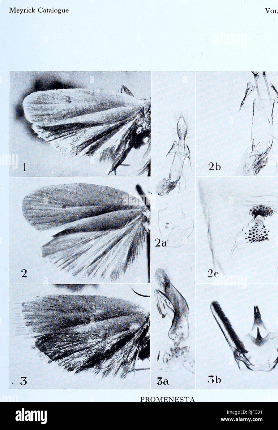 . Catalogue of the types specimens of Microlepidoptera in the British ...