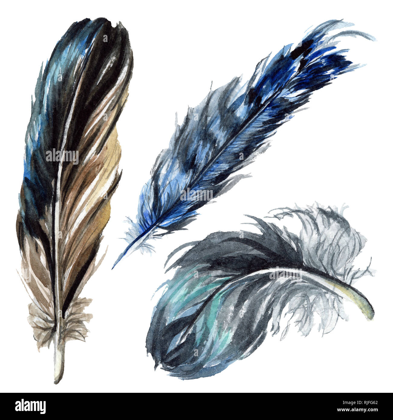 Blue black bird feather from wing isolated. Watercolor background ...