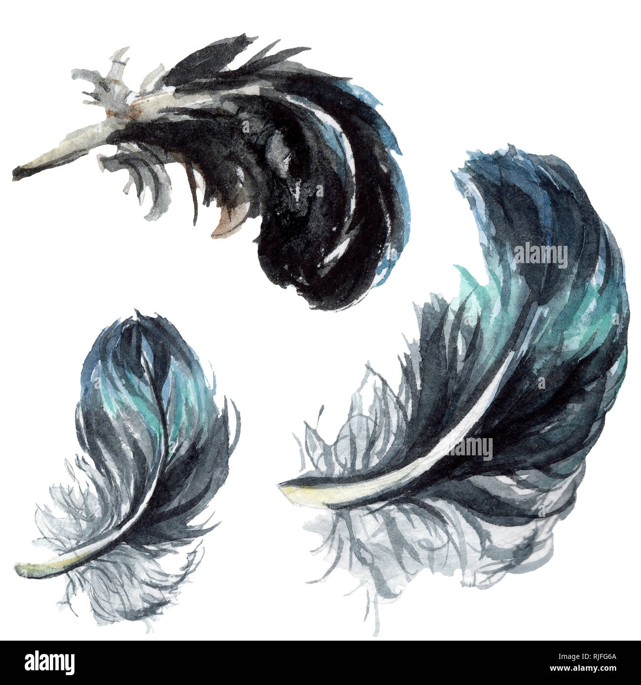 Blue black bird feather from wing isolated. Watercolor background ...