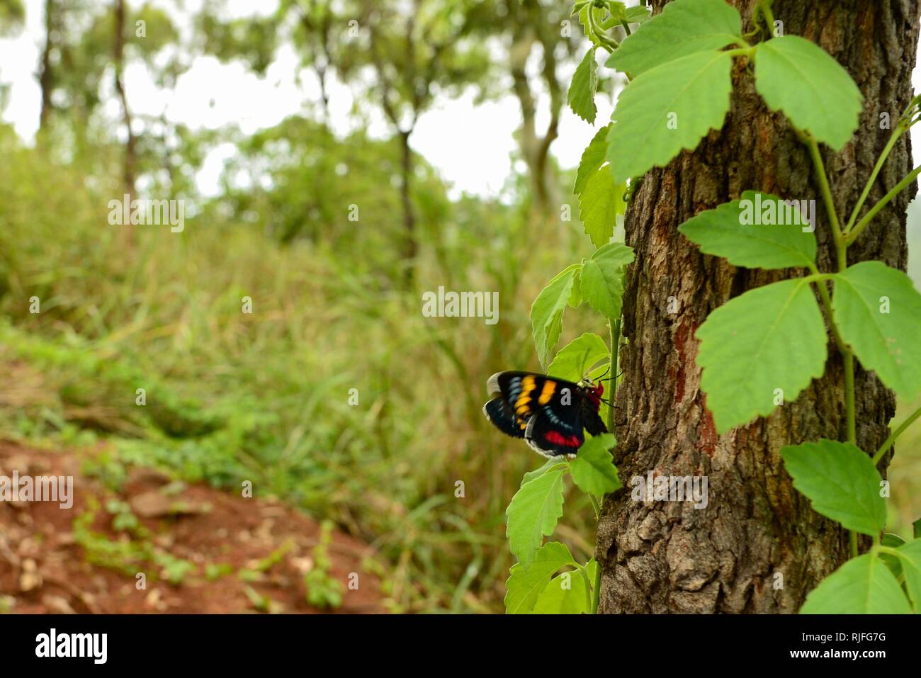Joseph's Coat Moth Agarista agricola painted vine moth, Elliot Springs ...