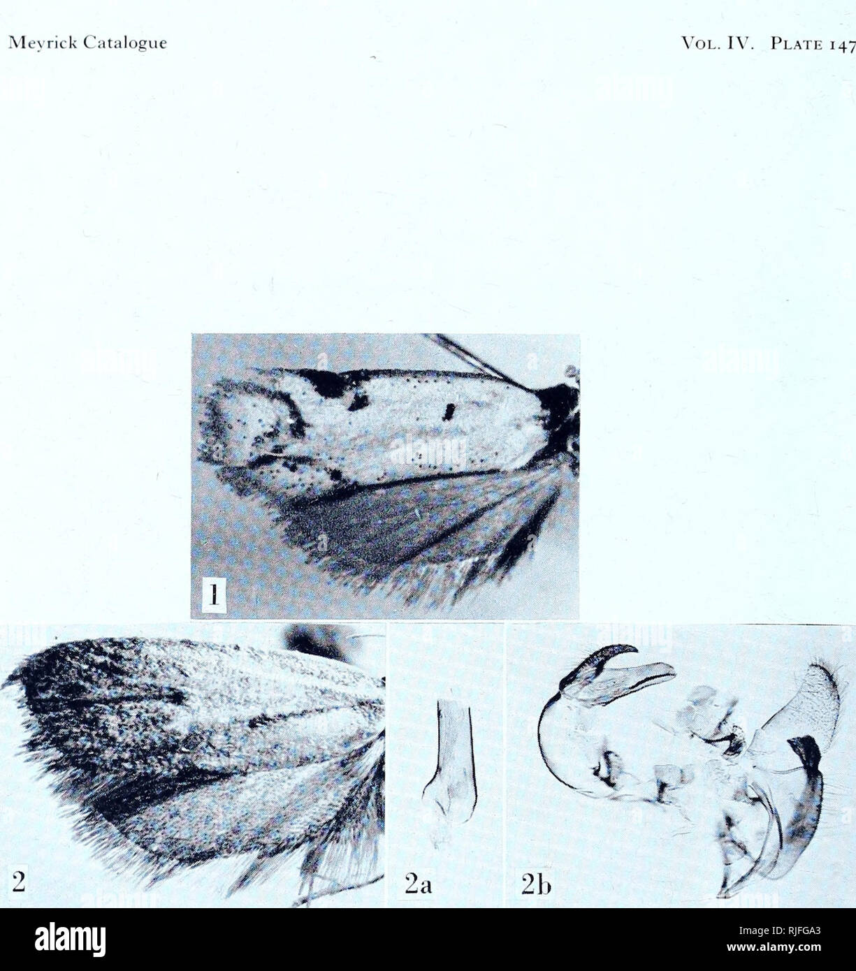 . Catalogue of the types specimens of Microlepidoptera in the British ...