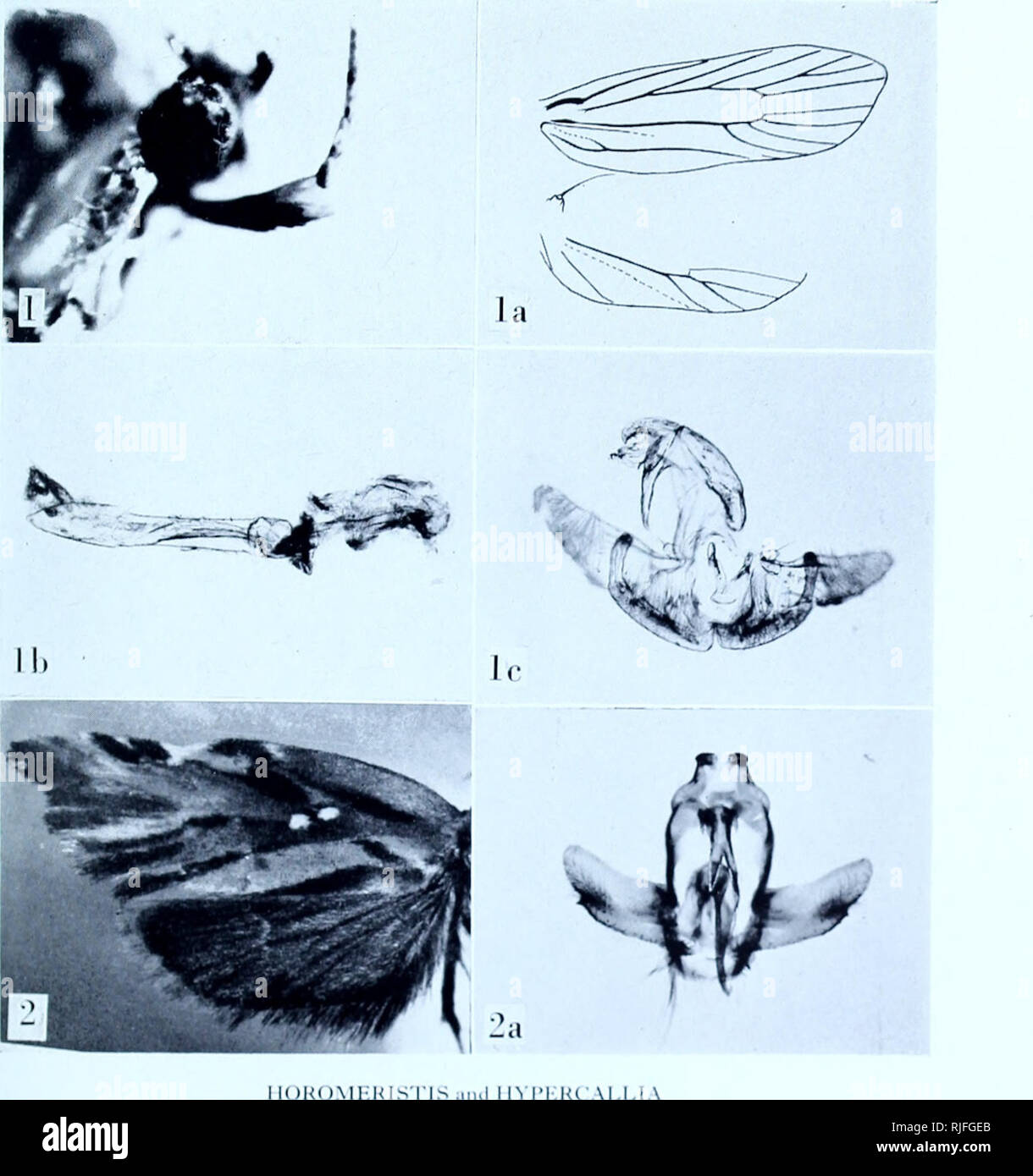 . Catalogue of the types specimens of Microlepidoptera in the British ...