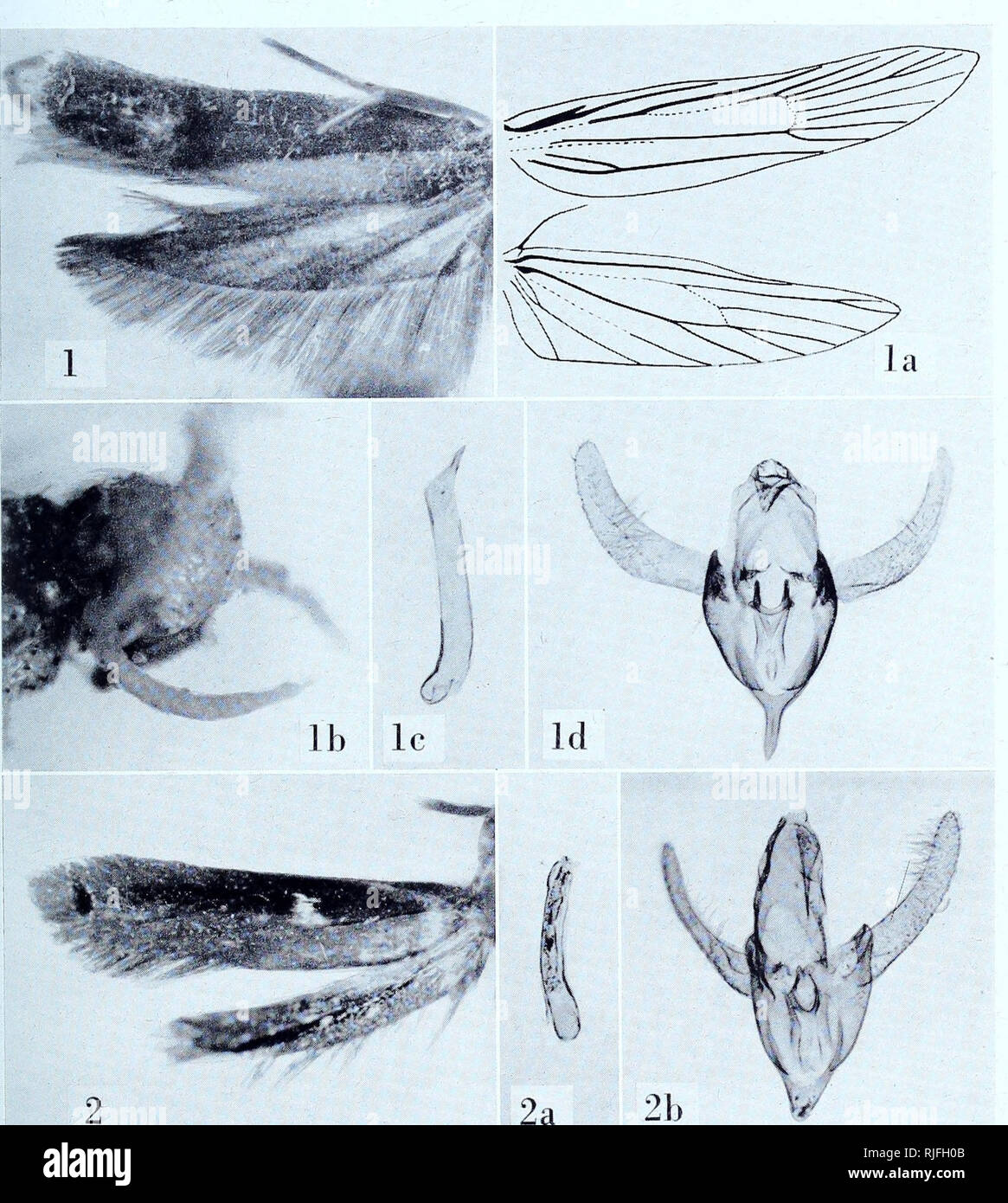 . Catalogue of the types specimens of Microlepidoptera in the British ...