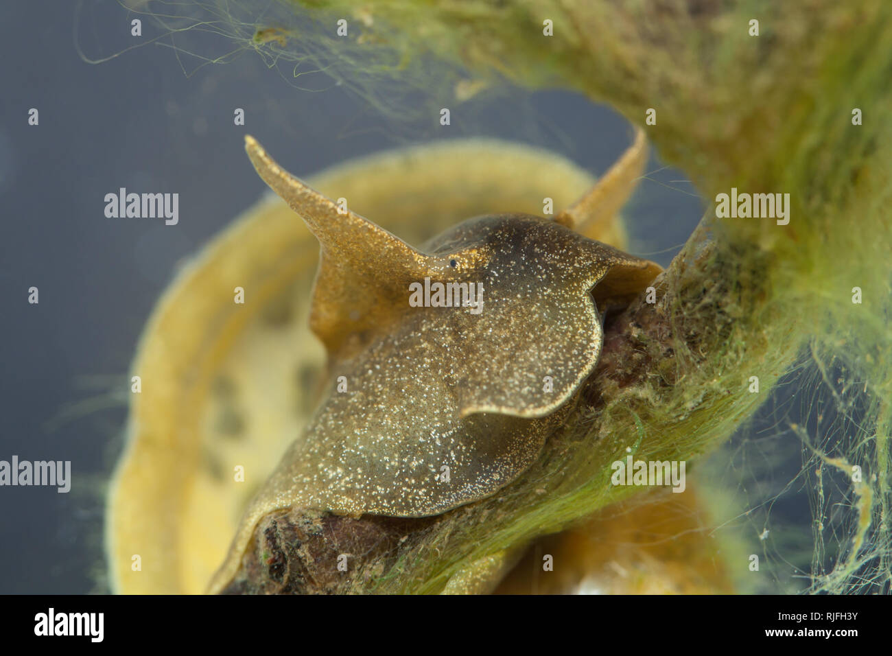 Big ear radix snail hi-res stock photography and images - Alamy
