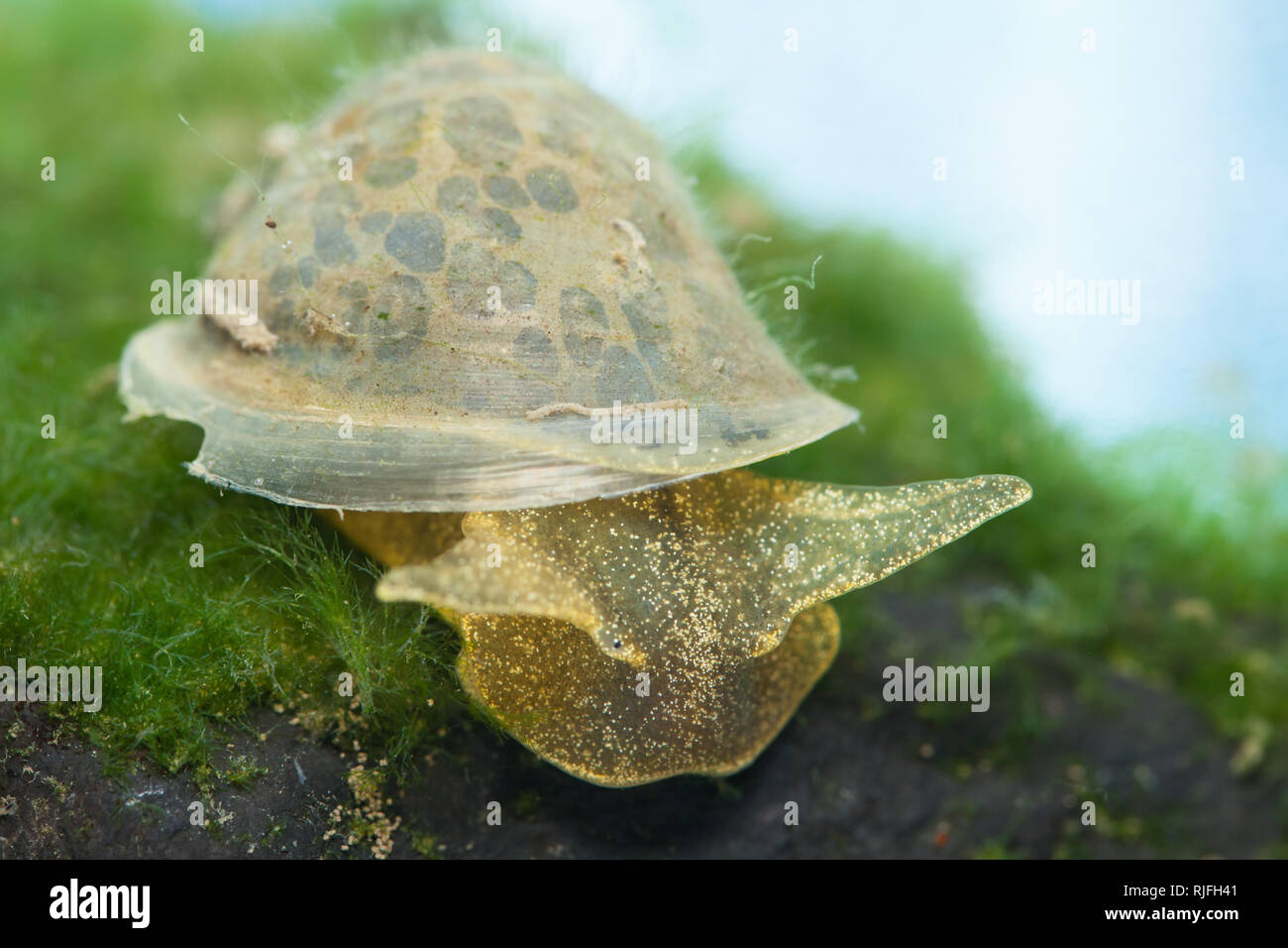 Big-ear pond snail Stock Photo - Alamy