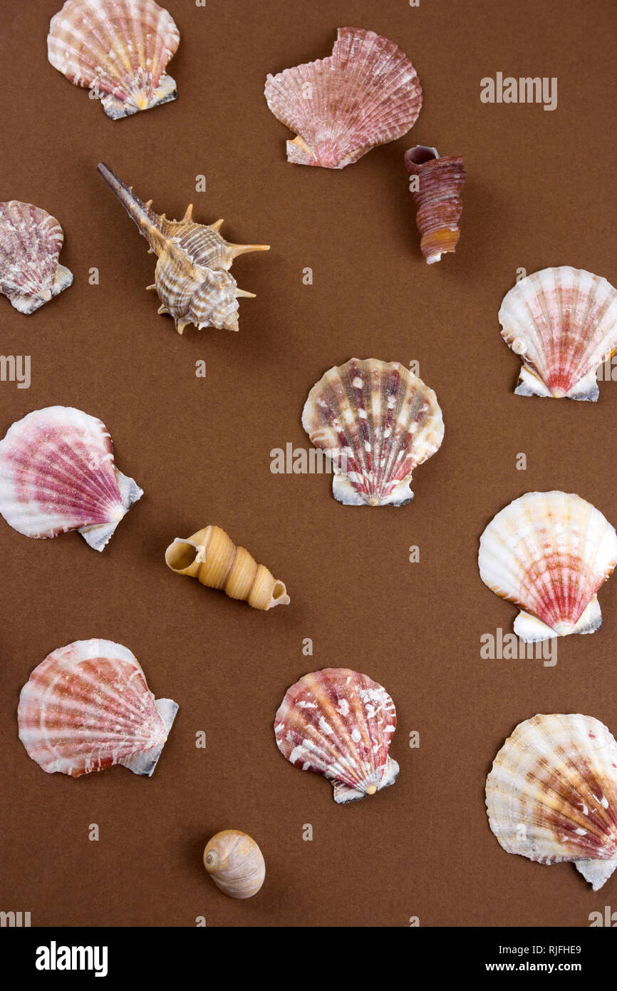 top view flat lay sea shells on a brown background Stock Photo - Alamy