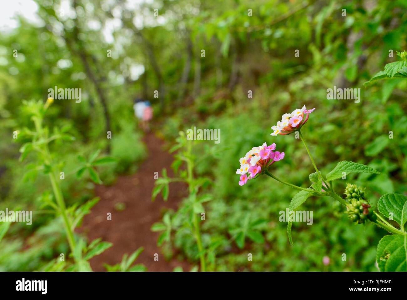Lantana camara an invasive weed with pretty flowers growing on hi-res ...