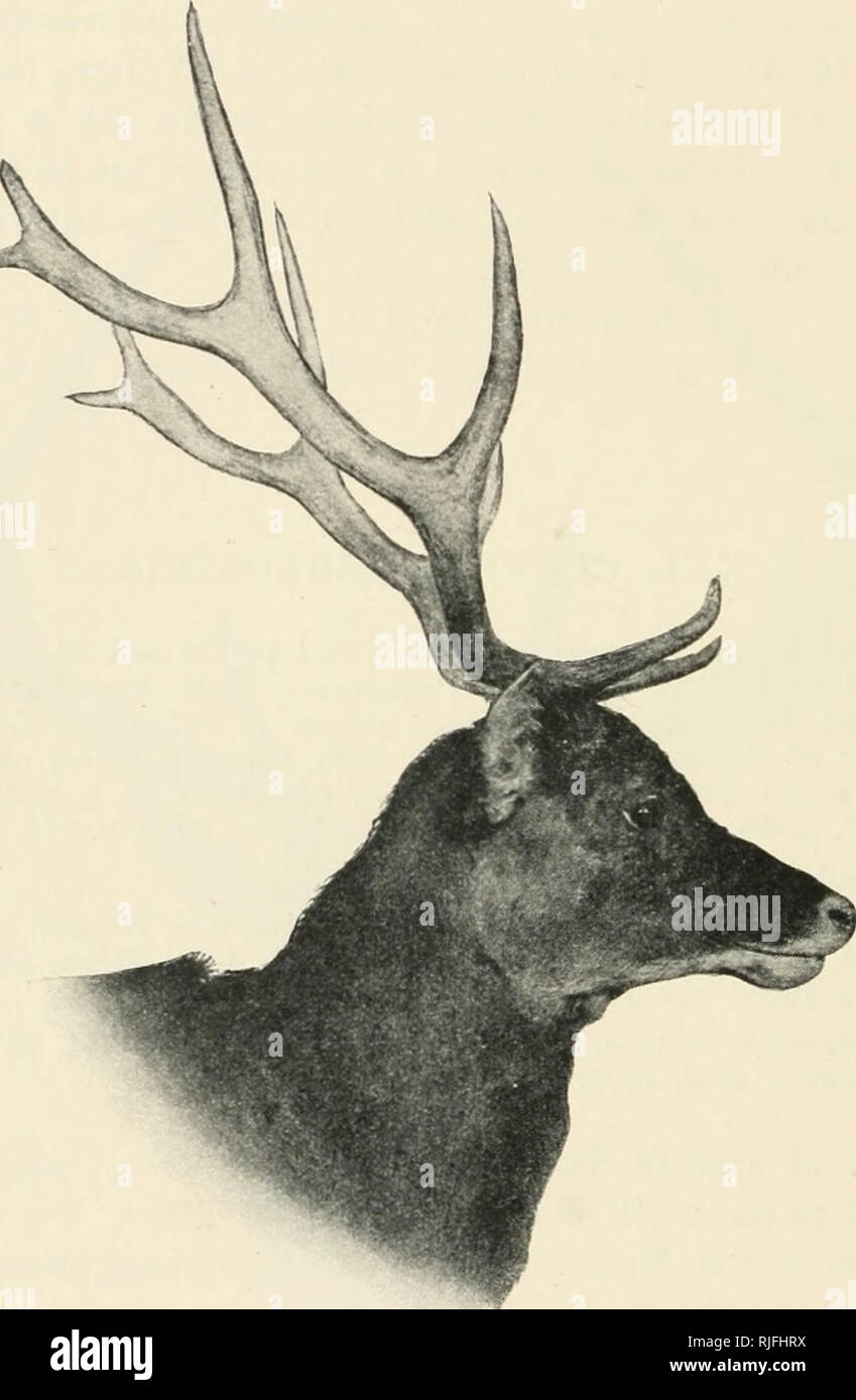 Cervus albirostris deer hi-res stock photography and images - Alamy