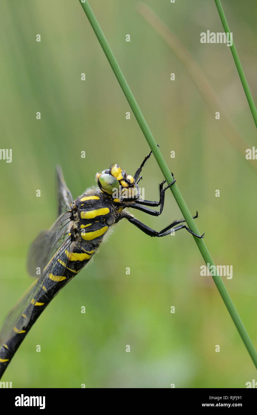 Golden ringed dragonfly portrait format hi-res stock photography and ...