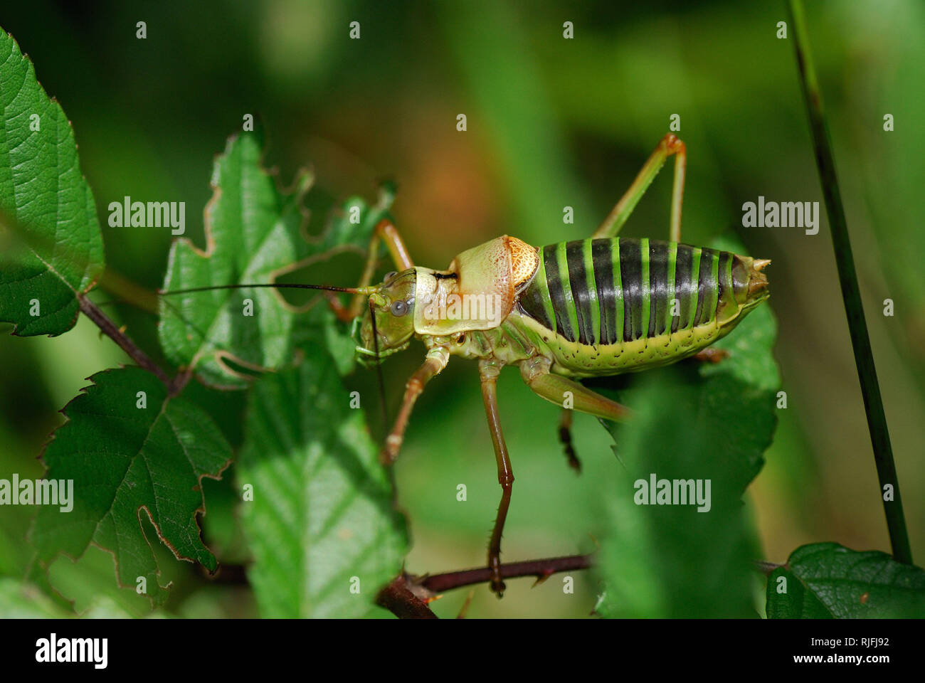 Saddle bush cricket hi-res stock photography and images - Alamy