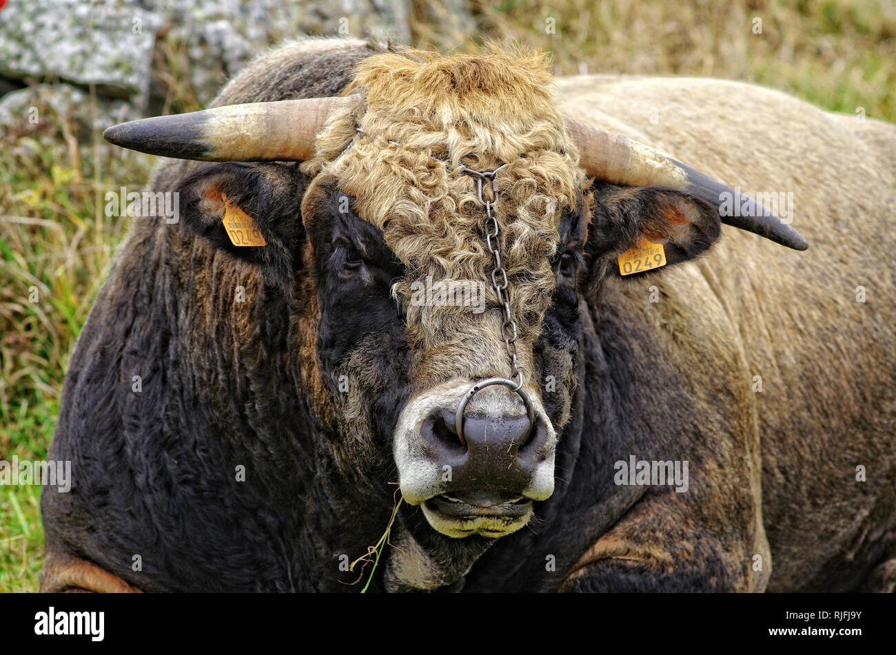 Aubrac cattle aubrac lozere france hi-res stock photography and images ...
