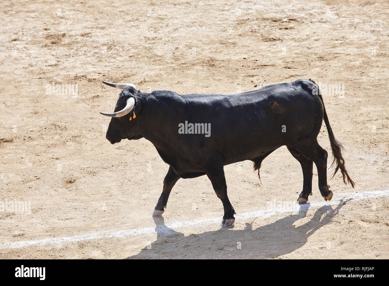 Fighting bull in the arena. Bullring. Toro bravo. Spain. Horizontal ...