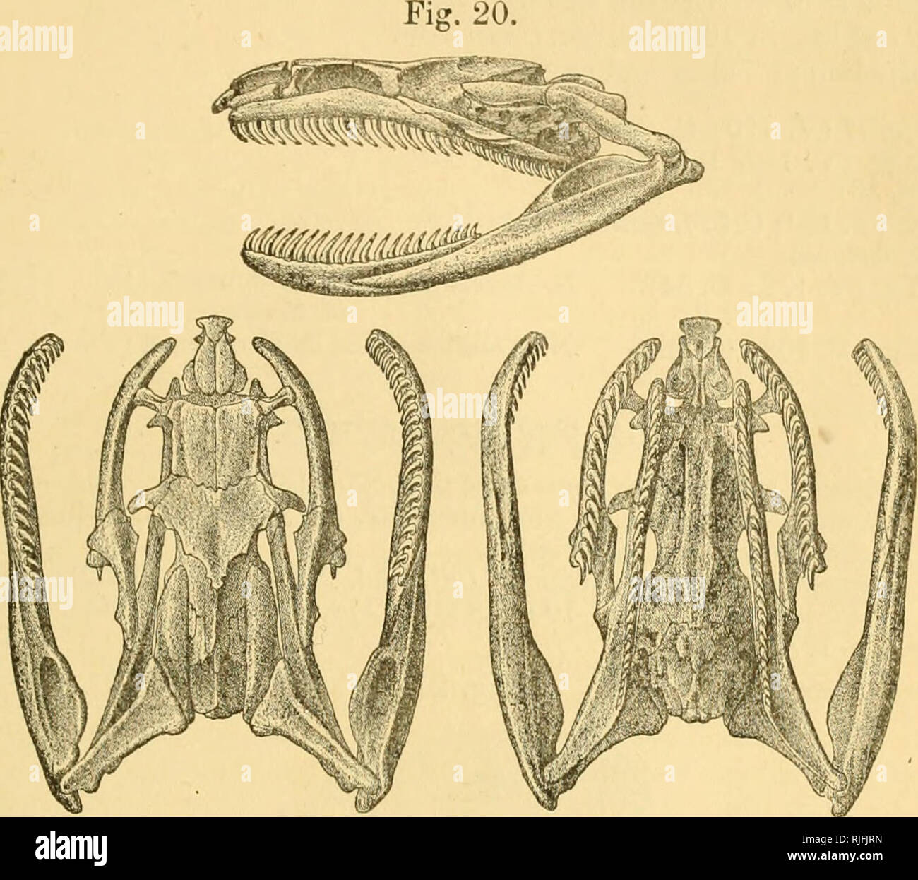 . Catalogue of the snakes in the British Museum (Natural History ...