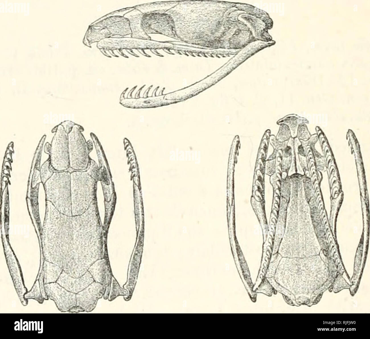 Miss bum bum hi-res stock photography and images - Alamy