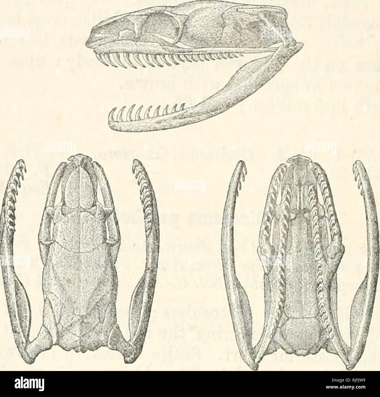 Miss bum bum hi-res stock photography and images - Alamy