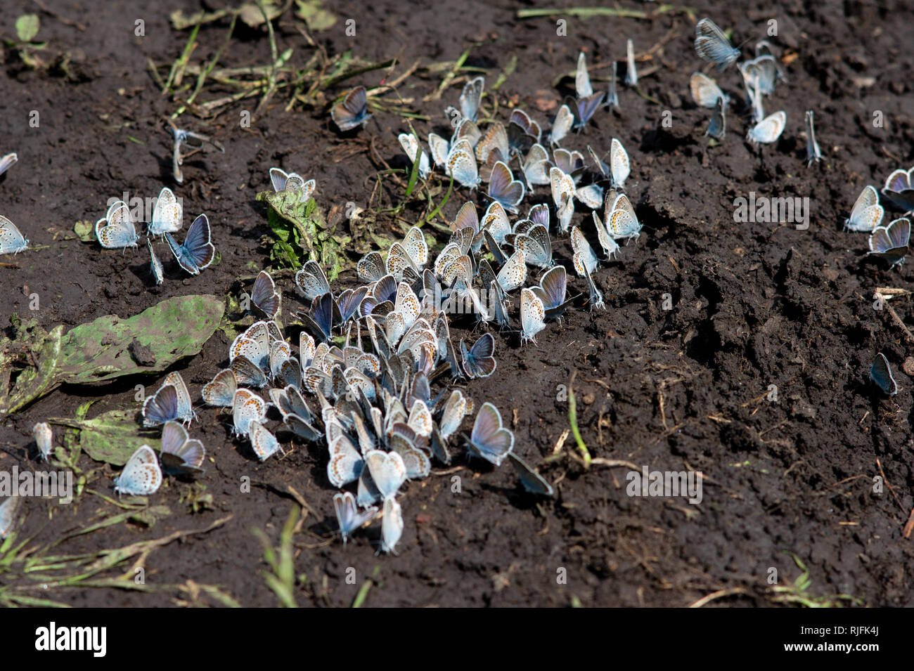 See Hundreds Butterflies High Resolution Stock Photography and Images ...