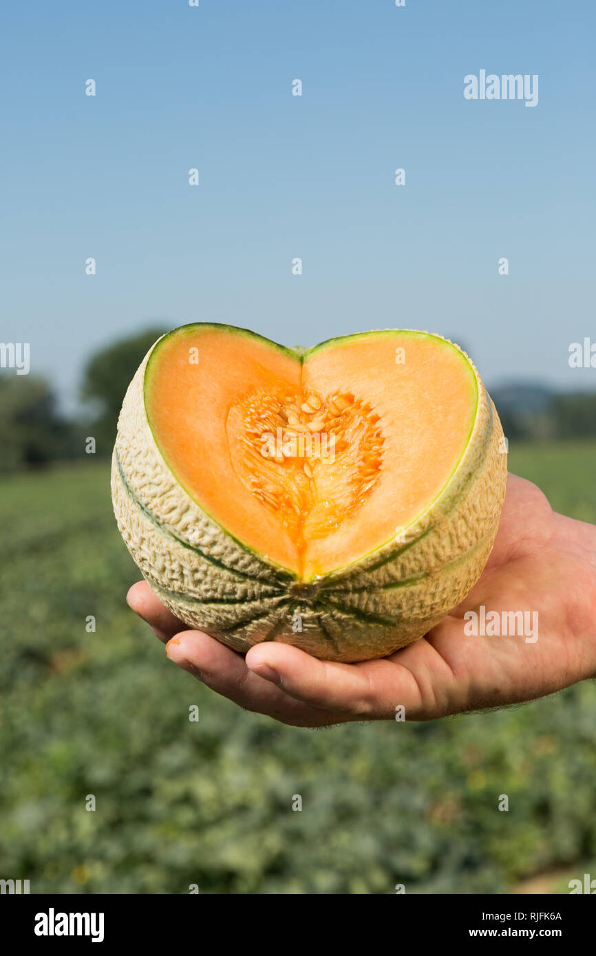 Open cultivation hi-res stock photography and images - Alamy